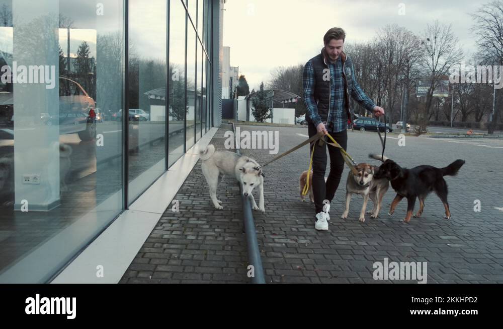 Humans love dogs Stock Videos & Footage - HD and 4K Video Clips - Alamy