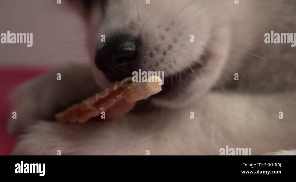 Husky puppy gnaws on treat between paws in bed, close up slow motion ...