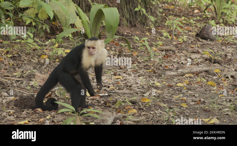 White-faced Capuchin Monkey Standing Walking On Ground in Jungle ...