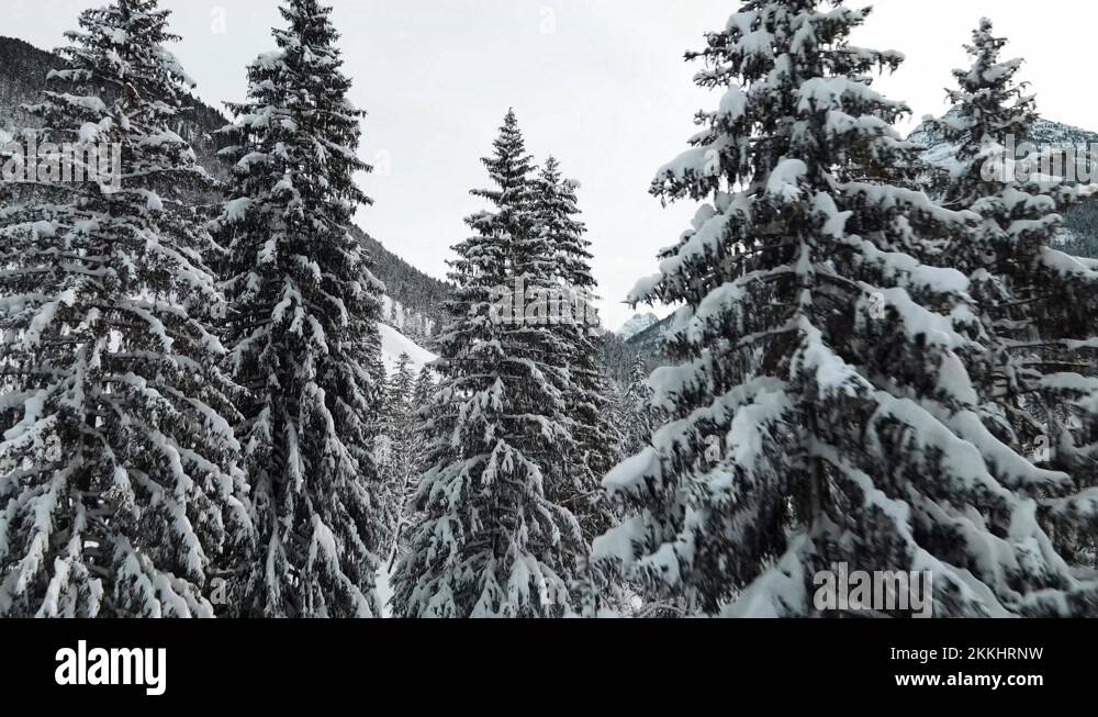 Cinematic aerial shot flying between snowy pine trees and revealing a ...