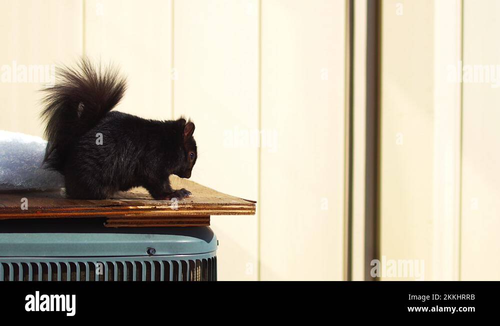 Ontario Black Squirrel laying down on plywood and scratching Stock ...