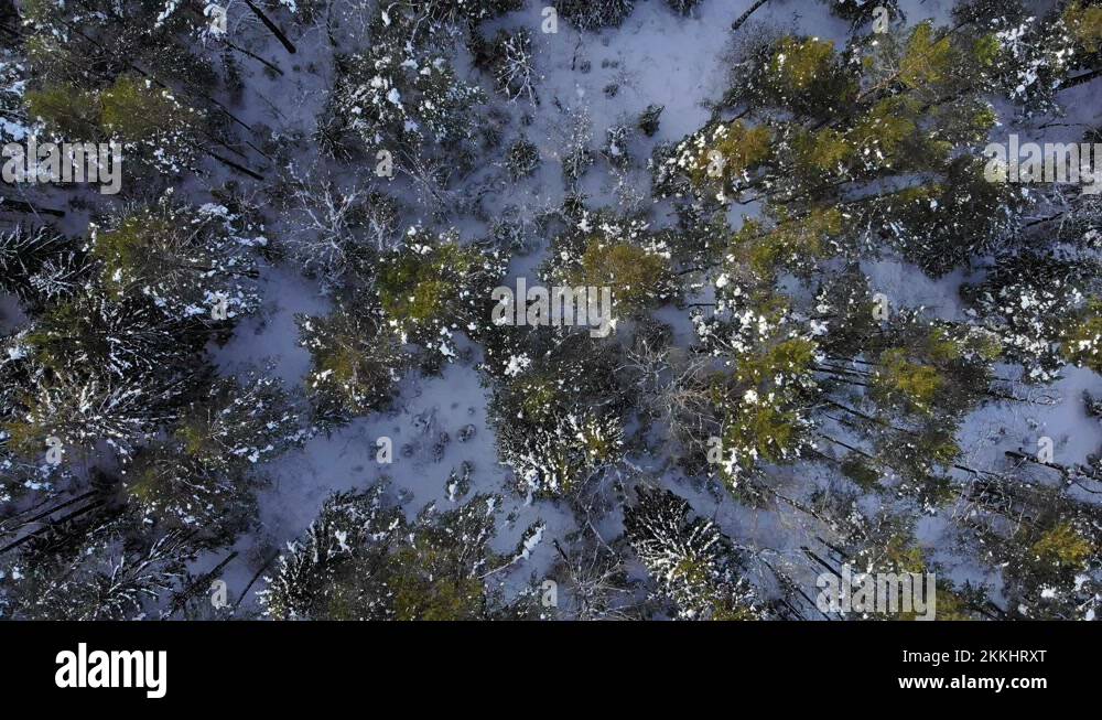 Forest top down Stock Videos & Footage - HD and 4K Video Clips - Alamy