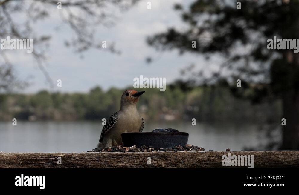 Sharp tongue Stock Videos & Footage - HD and 4K Video Clips - Alamy