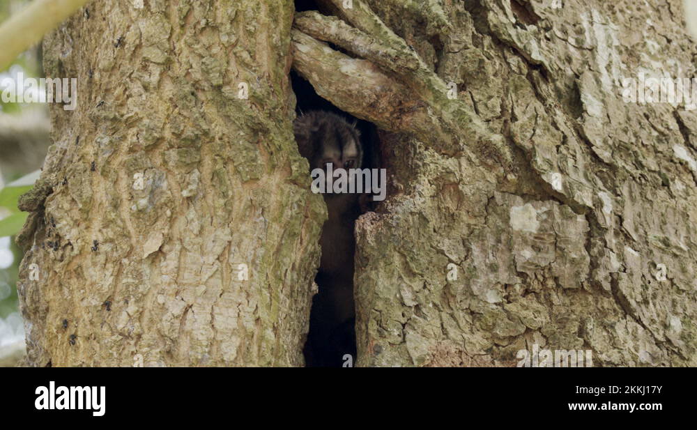 Looking around tree Stock Videos & Footage - HD and 4K Video Clips - Alamy