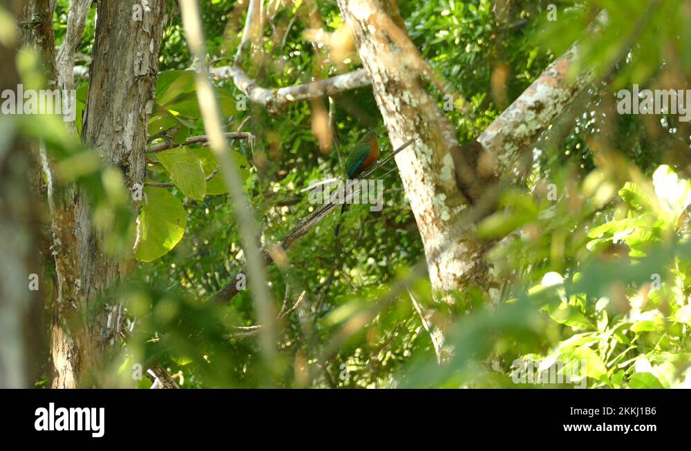 Beautiful Blue Crowned Motmot bird wiggling its tail on a tree branch ...