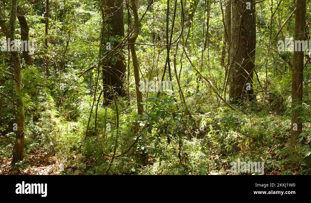The lush rainforest of Gamboa Rainforest Reserve, Panama, wide shot ...