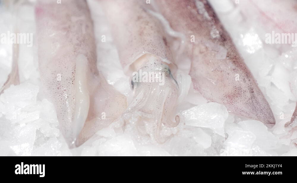 Squid Display On Crushed Ice At Fish Market. - close up, slow motion ...