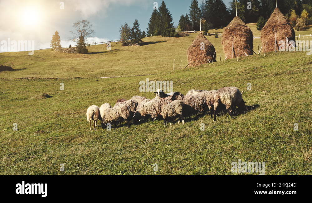 Grazing farm animal Stock Videos & Footage - HD and 4K Video Clips - Alamy
