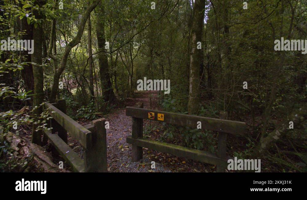 Hiker's POV walking through gate entrance into New Zealand native ...