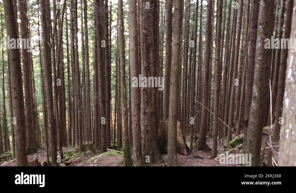 Scatter of trees Stock Videos & Footage - HD and 4K Video Clips - Alamy