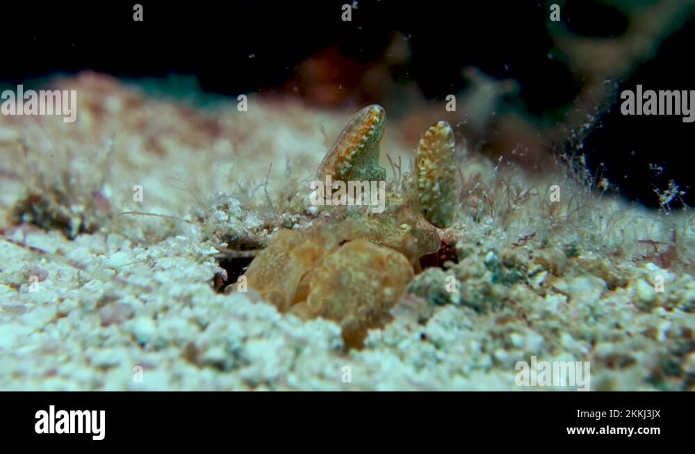 Mantis shrimp and prey Stock Videos & Footage - HD and 4K Video Clips ...