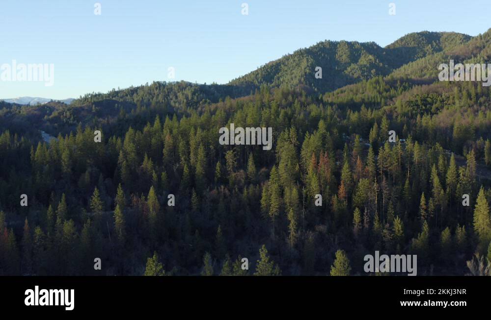 Pristine forest habitat Stock Videos & Footage - HD and 4K Video Clips ...