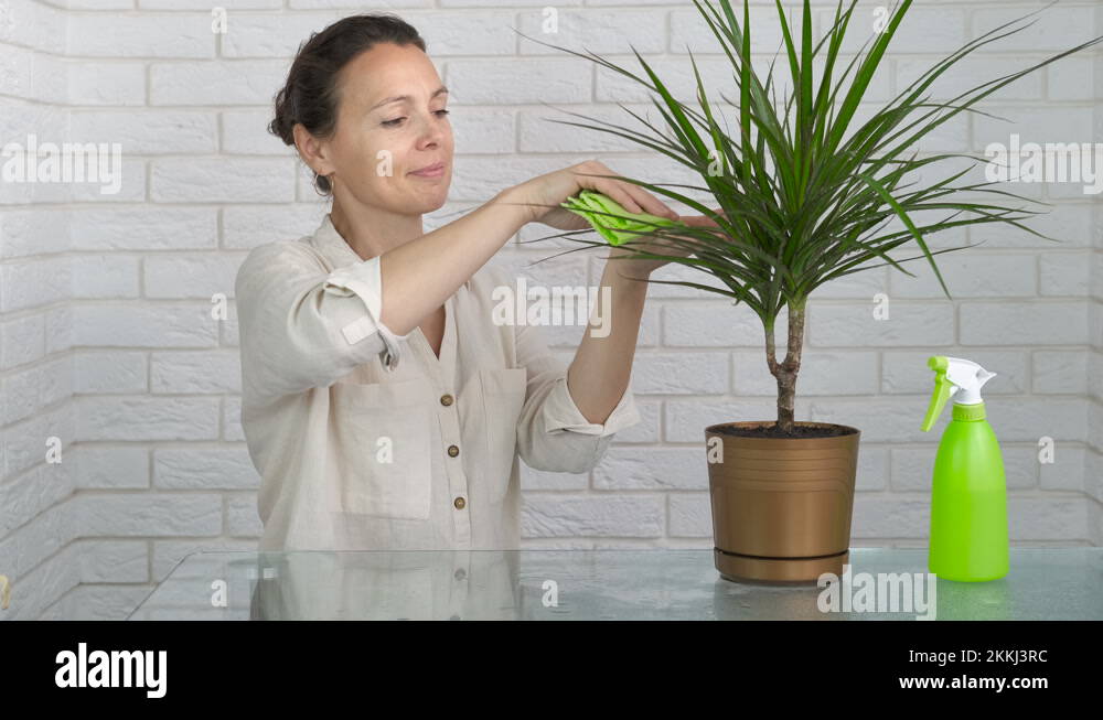 Cleaning plants Stock Videos & Footage - HD and 4K Video Clips - Alamy