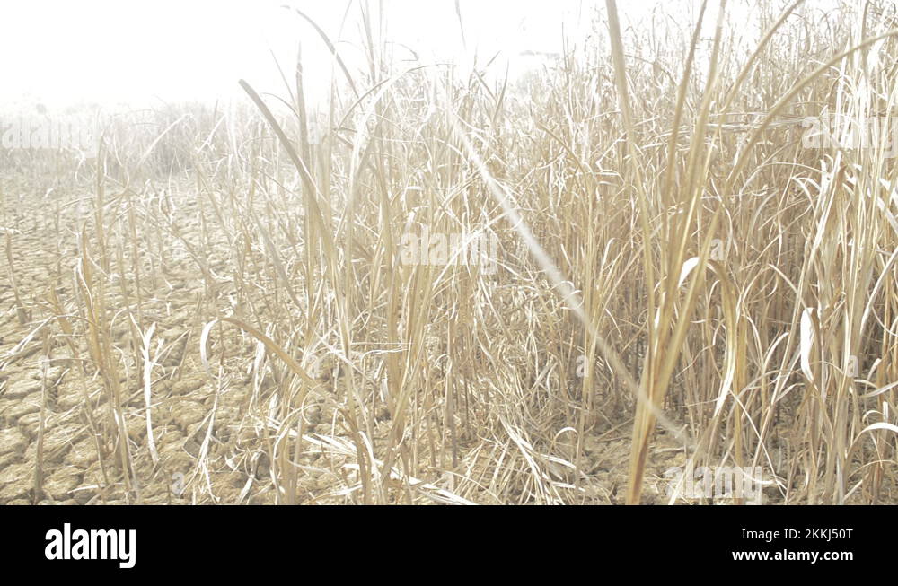 Barren cracked land grass Stock Videos & Footage - HD and 4K Video ...