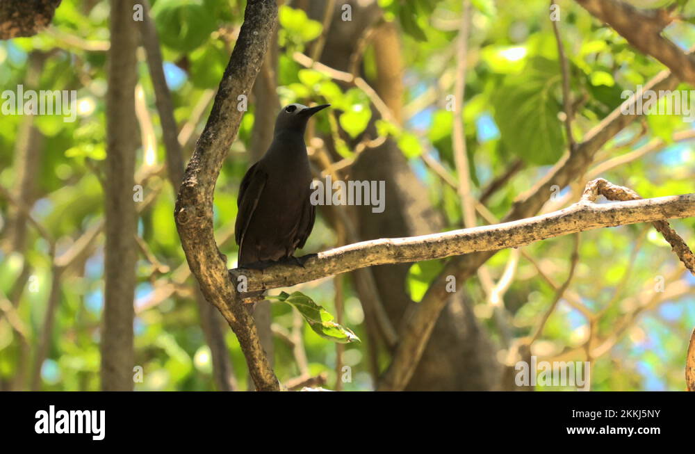 lesser noddy, also known as the sooty noddy. Sitting on a branch Stock ...