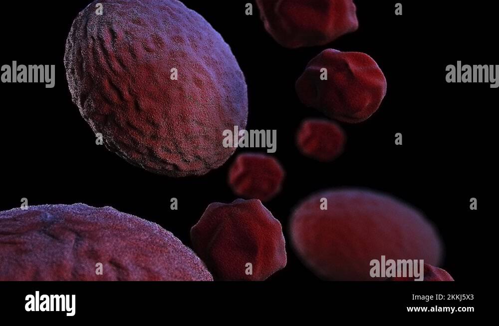 Chlamydia Psittaci Bacteria Microscope View Macro Animation Stock Video ...