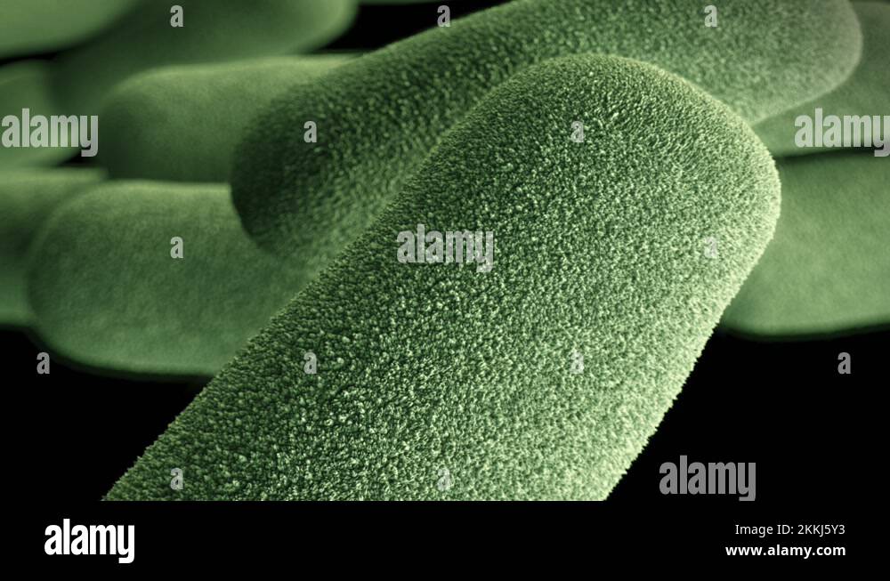 Haemophilus influenzae bacteria Stock Videos & Footage - HD and 4K ...