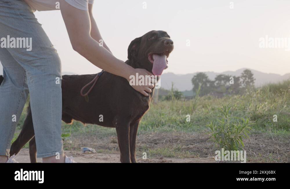 Black Labrador retriever dog standing straight, tapping touch on dog ...