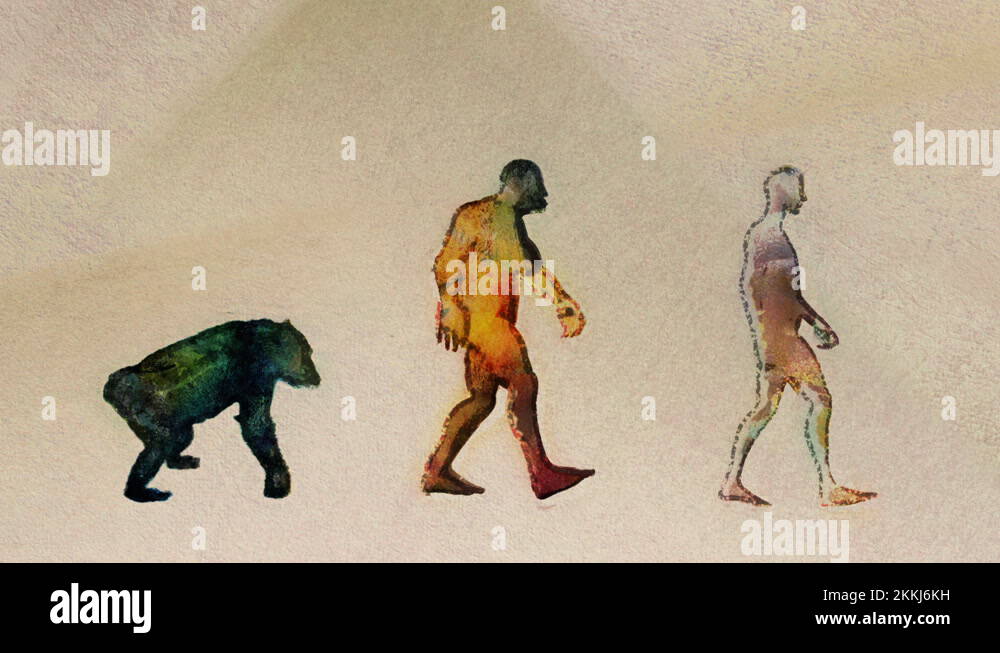 Australopithecus illustration Stock Videos & Footage - HD and 4K Video ...