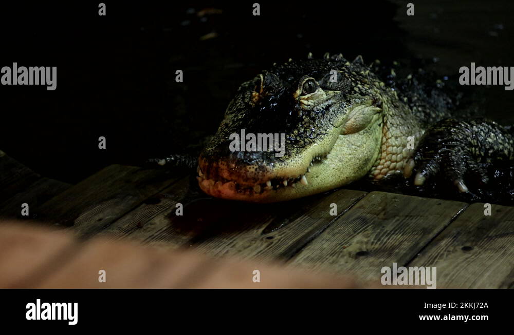A scary alligator climbing up on a dock - horror movie monster Stock ...