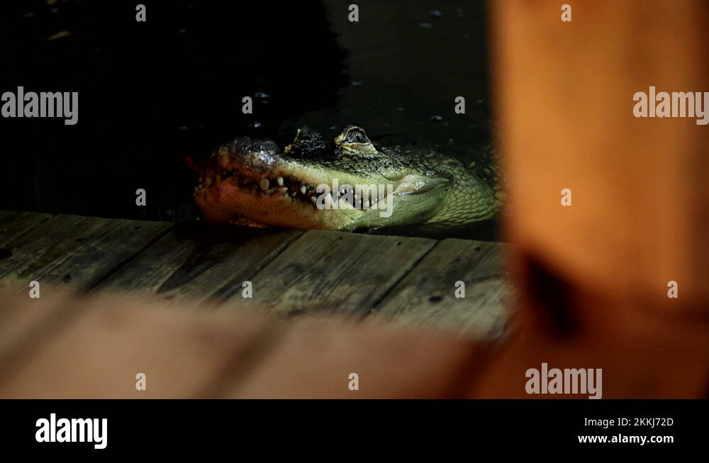 Predator movie monster Stock Videos & Footage - HD and 4K Video Clips ...