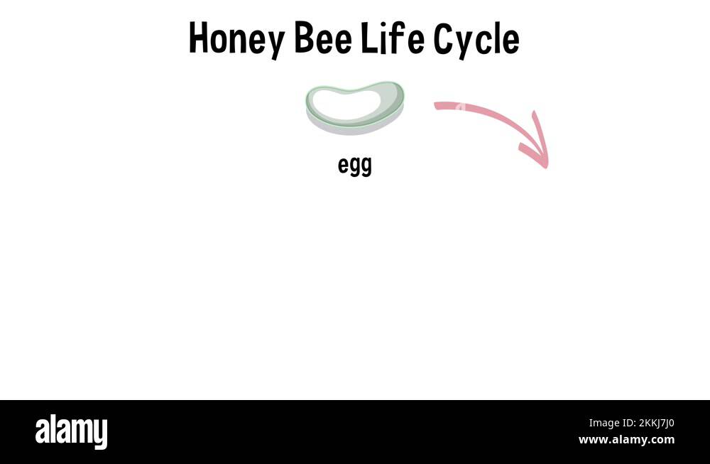 Cartoon honey bee Stock Videos & Footage - HD and 4K Video Clips - Alamy