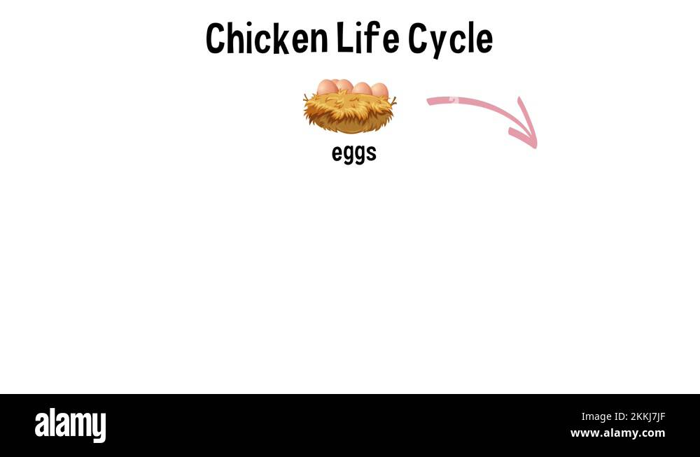 Chicken life cycle Stock Videos & Footage - HD and 4K Video Clips - Alamy