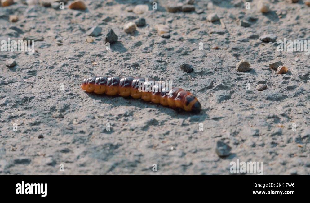 Tiger worm Stock Videos & Footage - HD and 4K Video Clips - Alamy
