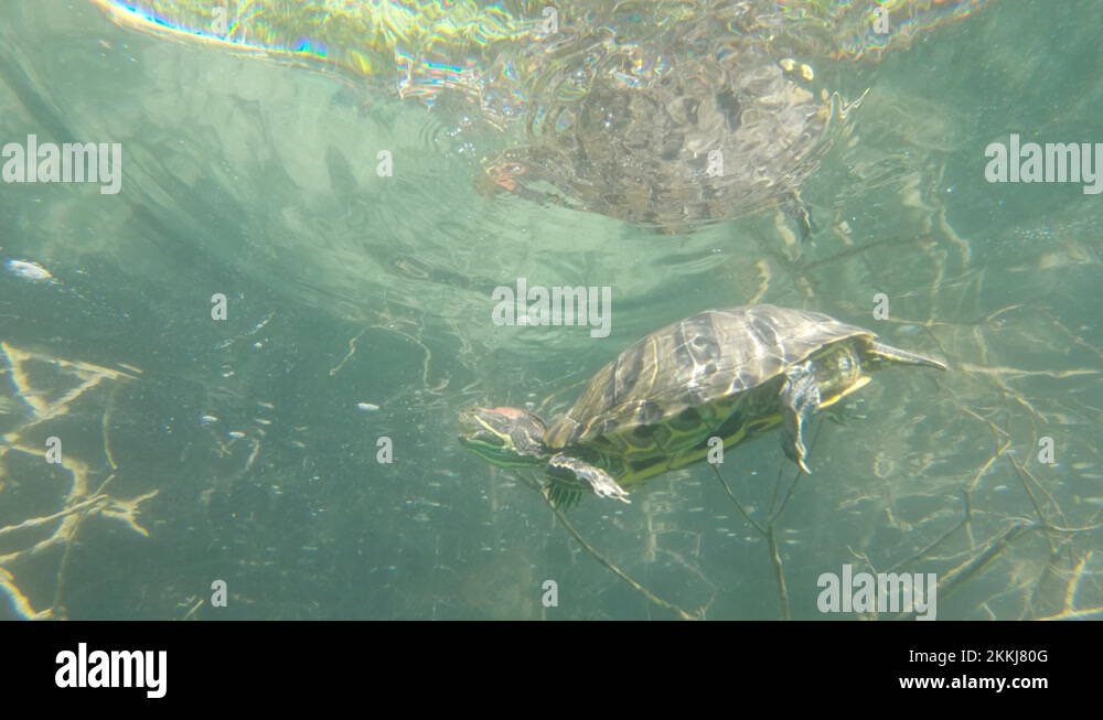 Scuba diving with turtles Stock Videos & Footage - HD and 4K Video ...