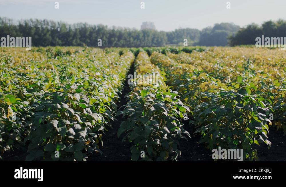 Plant bushes Stock Videos & Footage - HD and 4K Video Clips - Alamy