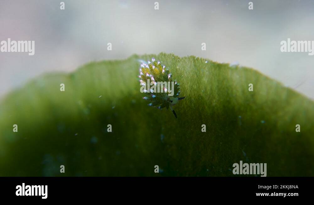 Leaf sheep Stock Videos & Footage - HD and 4K Video Clips - Alamy