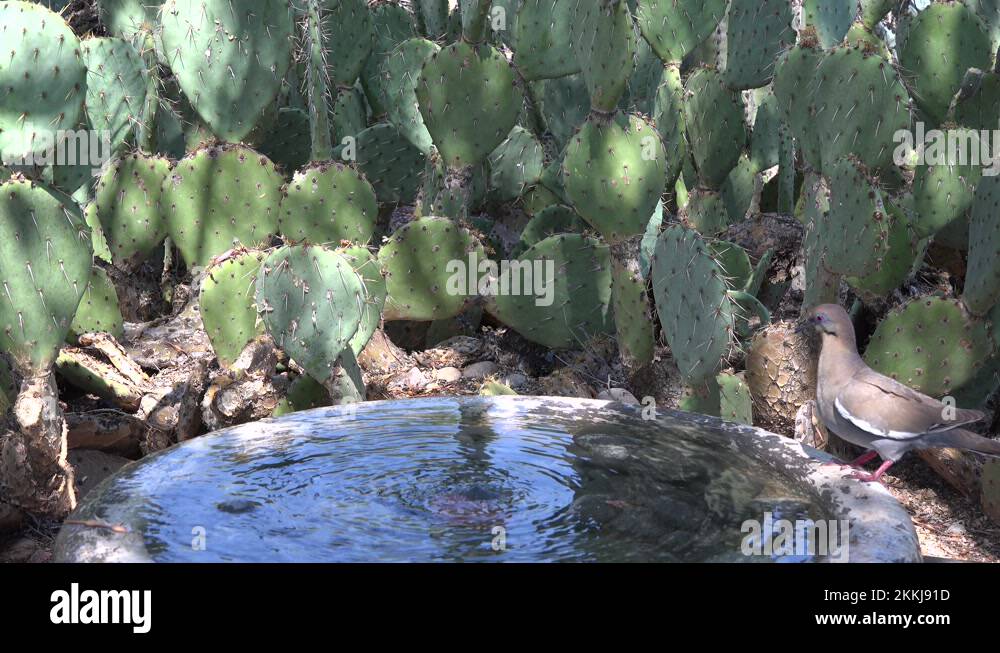Cacti in desert botanical Stock Videos & Footage - HD and 4K Video ...