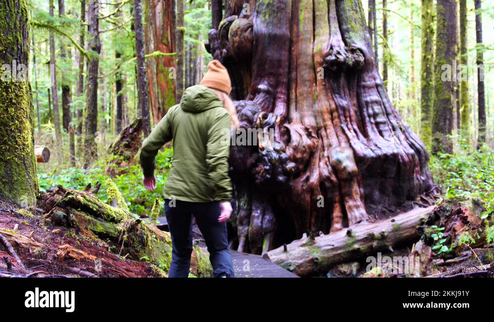 Female hiker passes through primeval forest with ancient old growth ...