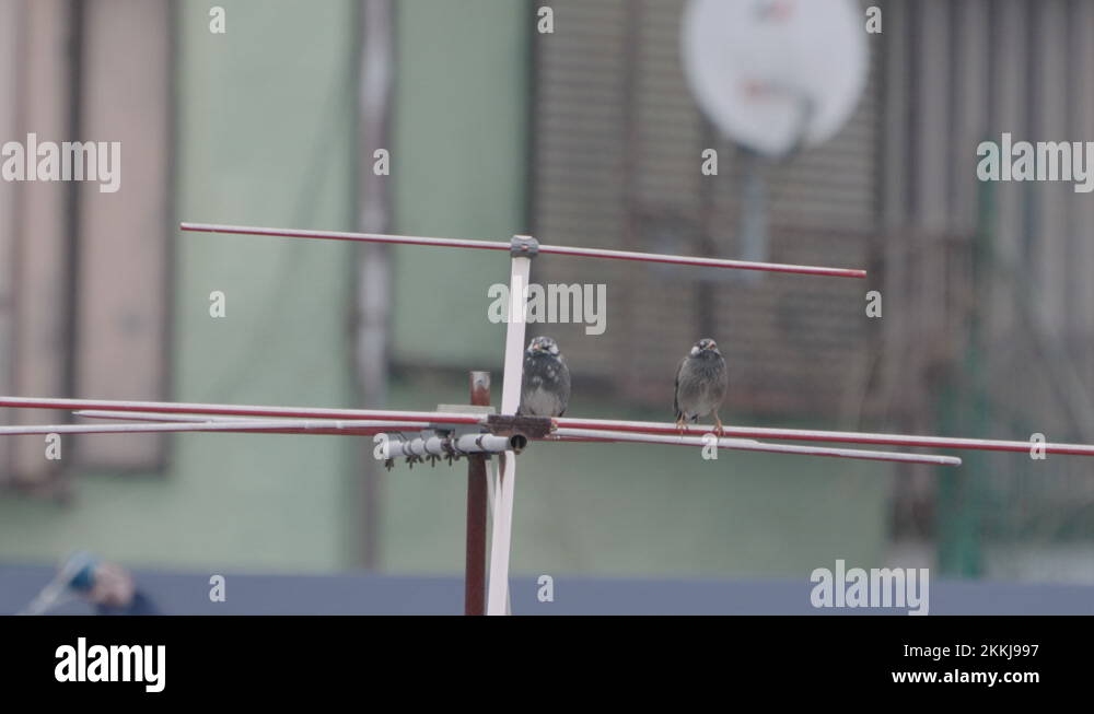 Pair Of Dusky Thrush Bird Resting On Television Yagi-Uda Antenna then ...