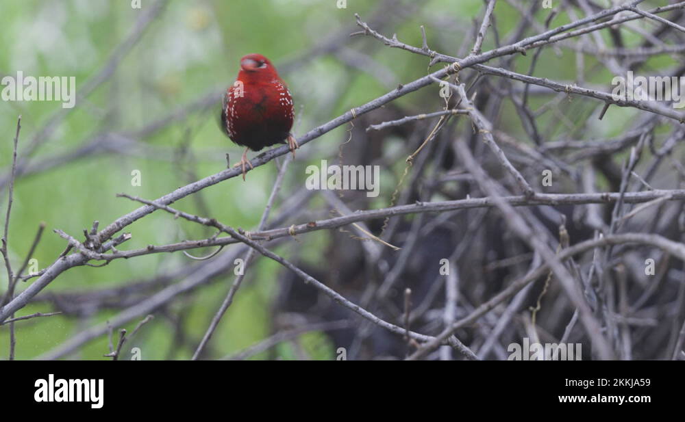 Cute Male Strawberry Finch sits on a stick and preens during a wet ...