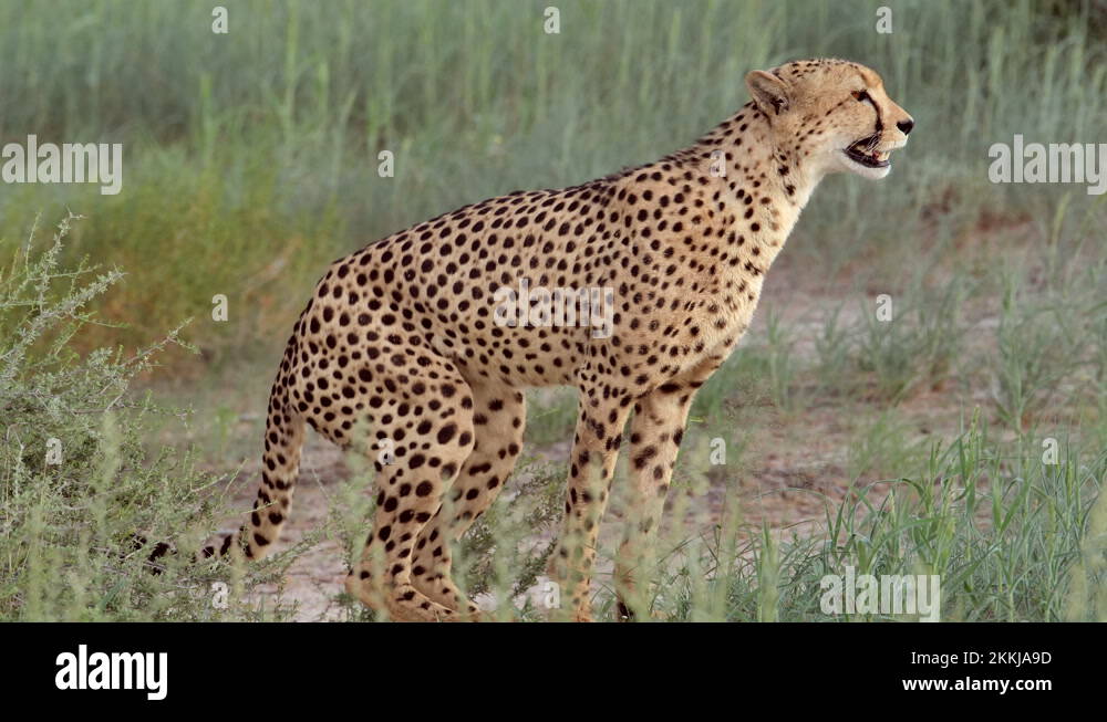 Cheetah in landscape Stock Videos & Footage - HD and 4K Video Clips - Alamy