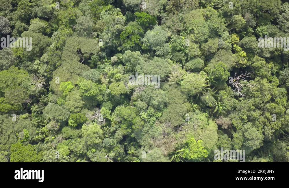 Panama jungle aerial Stock Videos & Footage - HD and 4K Video Clips - Alamy