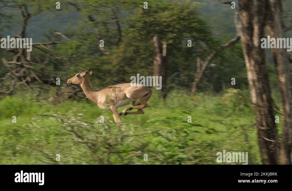 Stotting Stock Videos & Footage - HD and 4K Video Clips - Alamy