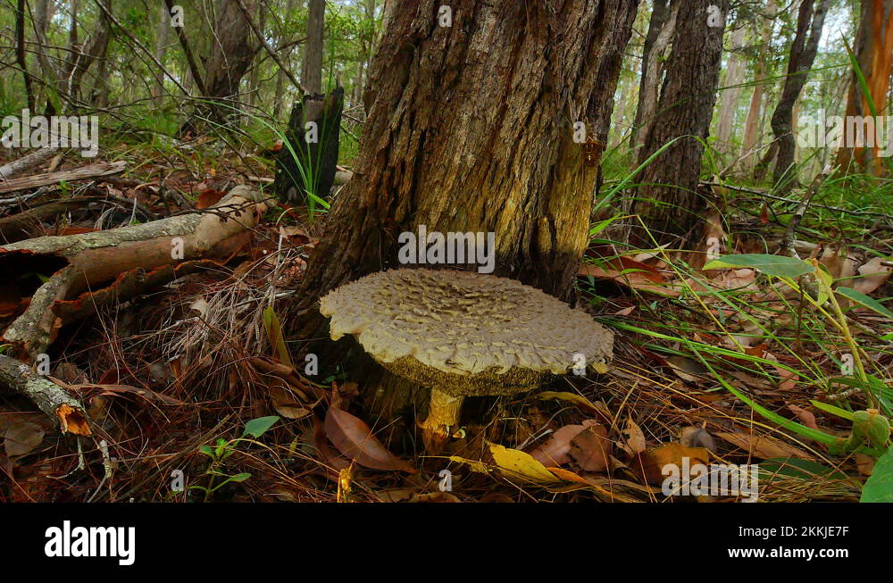 Fungus flat or convex, meaty heavy gills, cream, with ring and full of ...