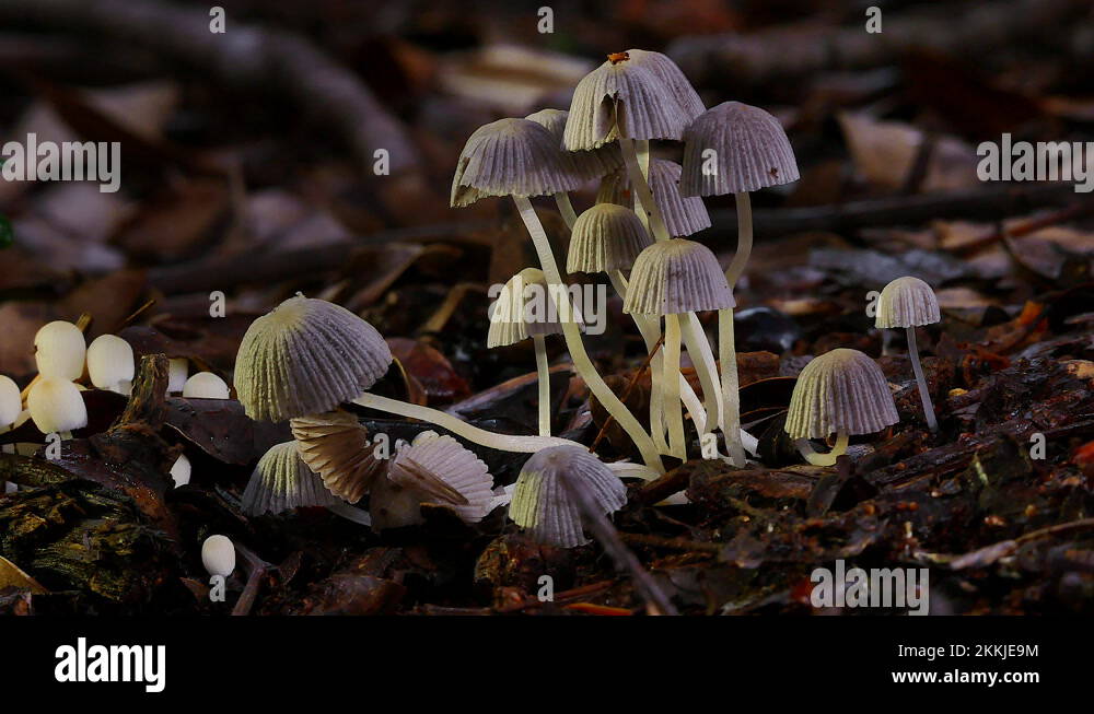 Bell fungi Stock Videos & Footage - HD and 4K Video Clips - Alamy