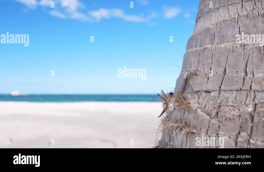 Palm tree trunk on caribbean beach background, closeup on bark Stock ...