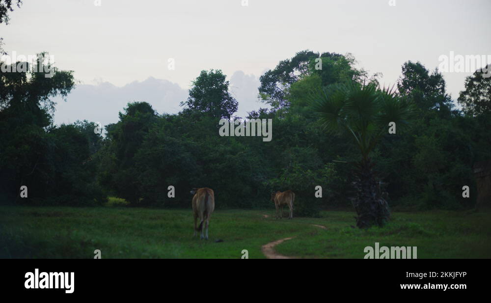 Cows at Prasat Pre Rup Temple in Angkor Wat, Siem Reap, Cambodia Stock ...