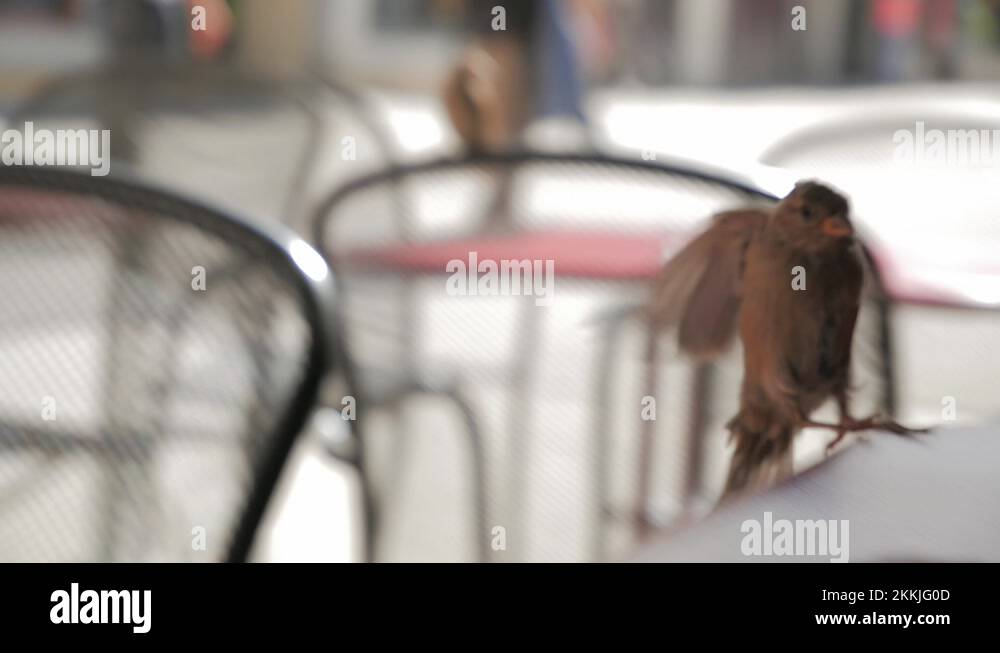 Rustic bird table Stock Videos & Footage - HD and 4K Video Clips - Alamy