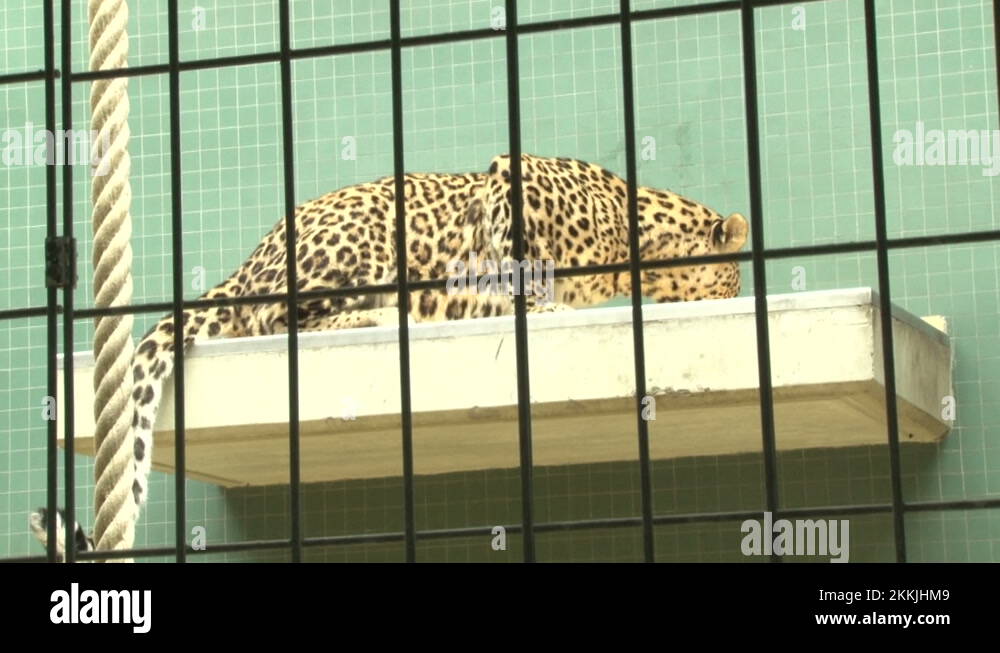 Cat berlin Stock Videos & Footage - HD and 4K Video Clips - Alamy