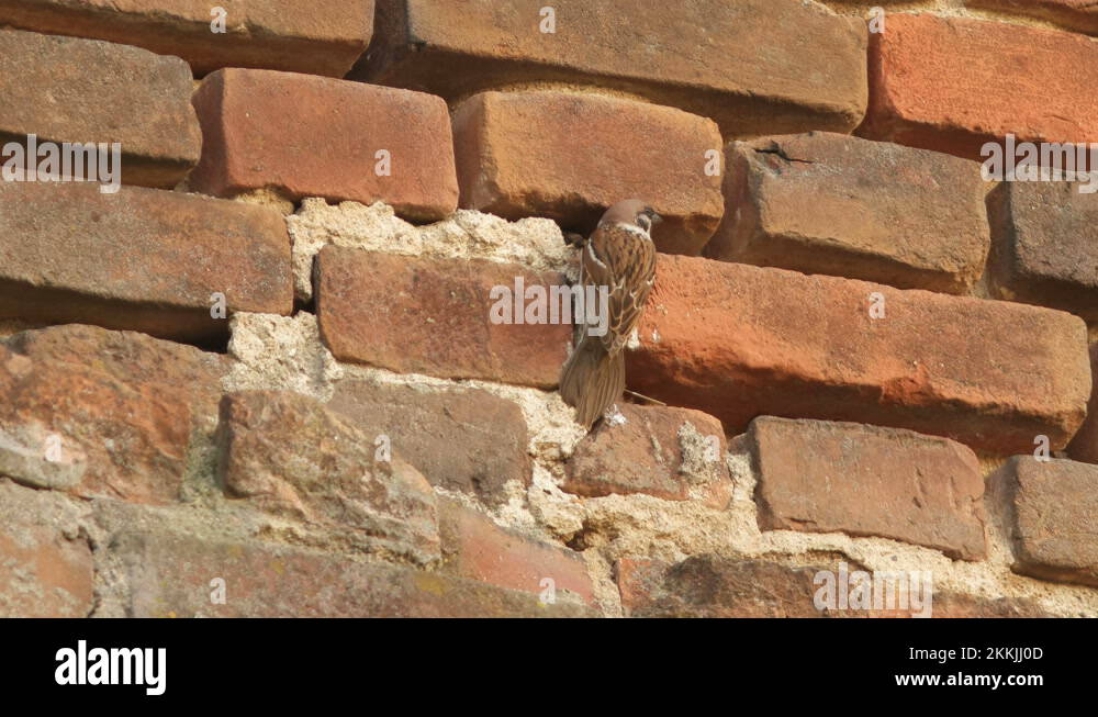 Bird brick wall Stock Videos & Footage - HD and 4K Video Clips - Alamy