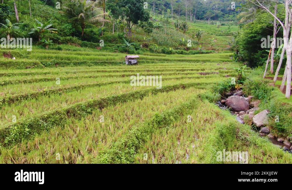 Terraced paddy field Stock Videos & Footage - HD and 4K Video Clips - Alamy