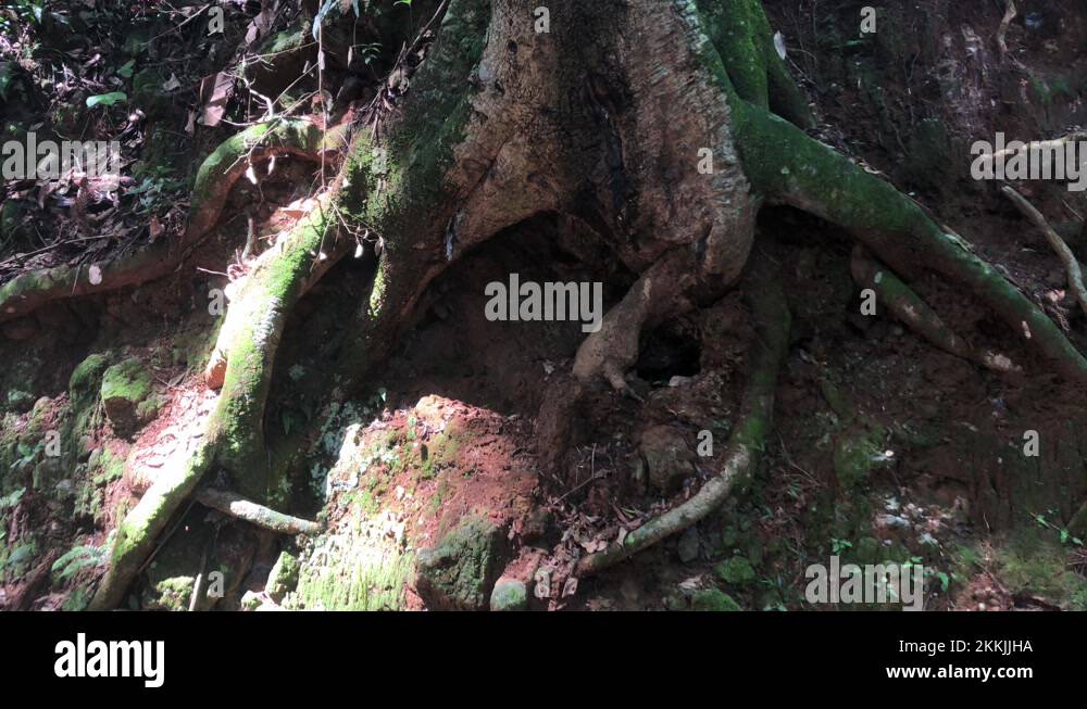 Mossy tree roots in a forest Stock Videos & Footage - HD and 4K Video ...