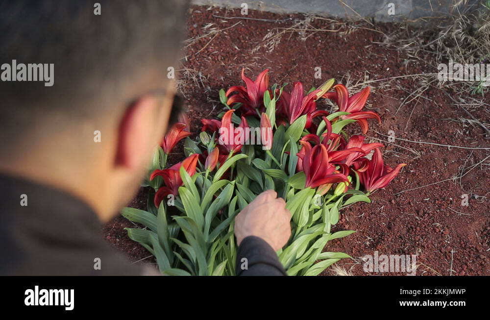Lays flowers Stock Videos & Footage - HD and 4K Video Clips - Alamy