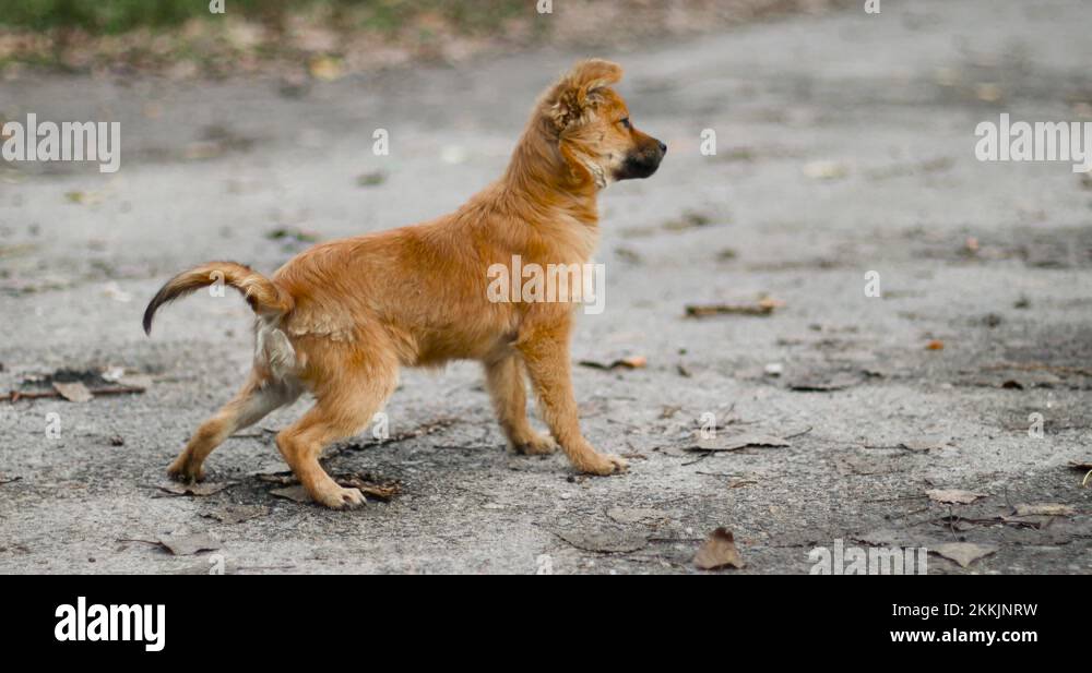 Adorable happy ginger puppy looks attentively to the side and wags its ...