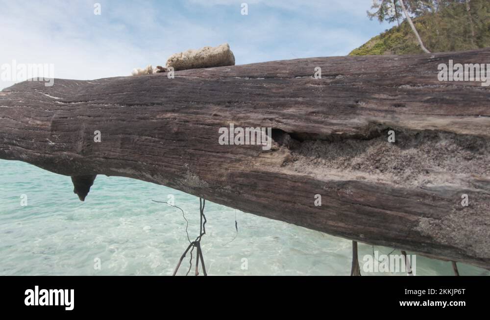 Dead timber Stock Videos & Footage - HD and 4K Video Clips - Alamy